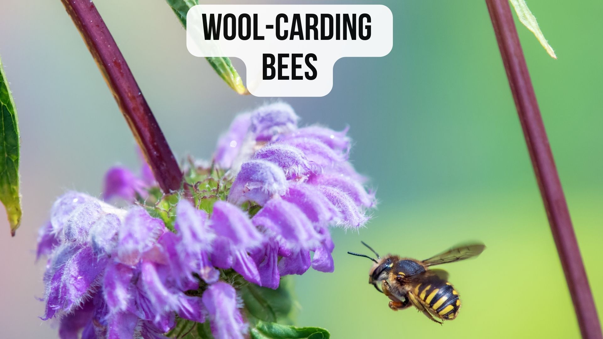 Bees That Live And Nest In The Ground: 2024 List - Oxford Pets