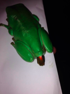 What Does A Frog Poop Look Like? (Pictures) 101 Guide - Oxford Pets