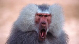 What Monkey Has A Red Butt Or Bottom? 7 Species - Oxford Pets