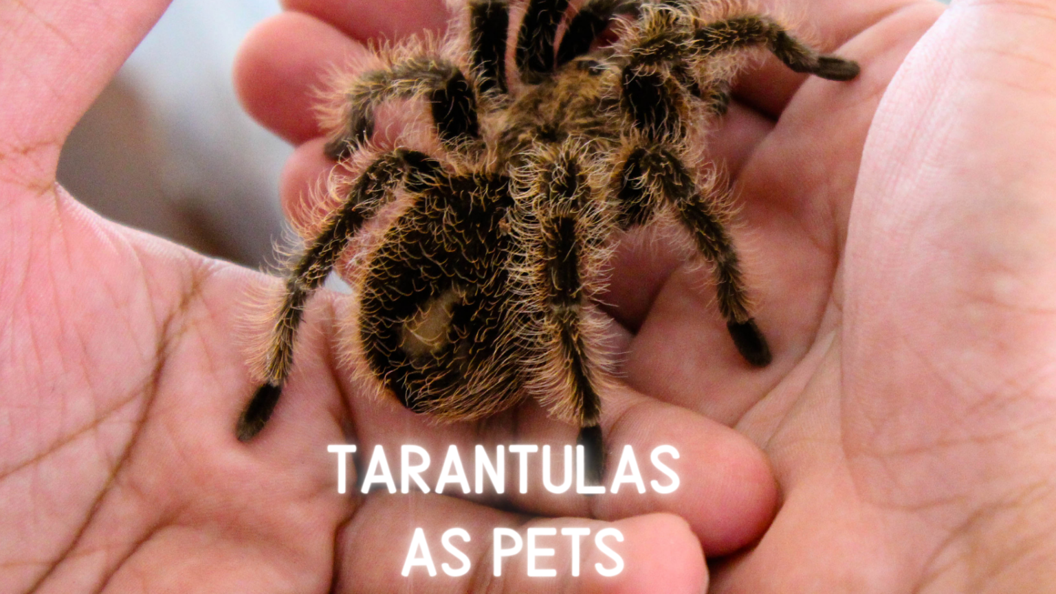 Can You Own Tarantulas As Pets? Is it Legal? - Oxford Pets