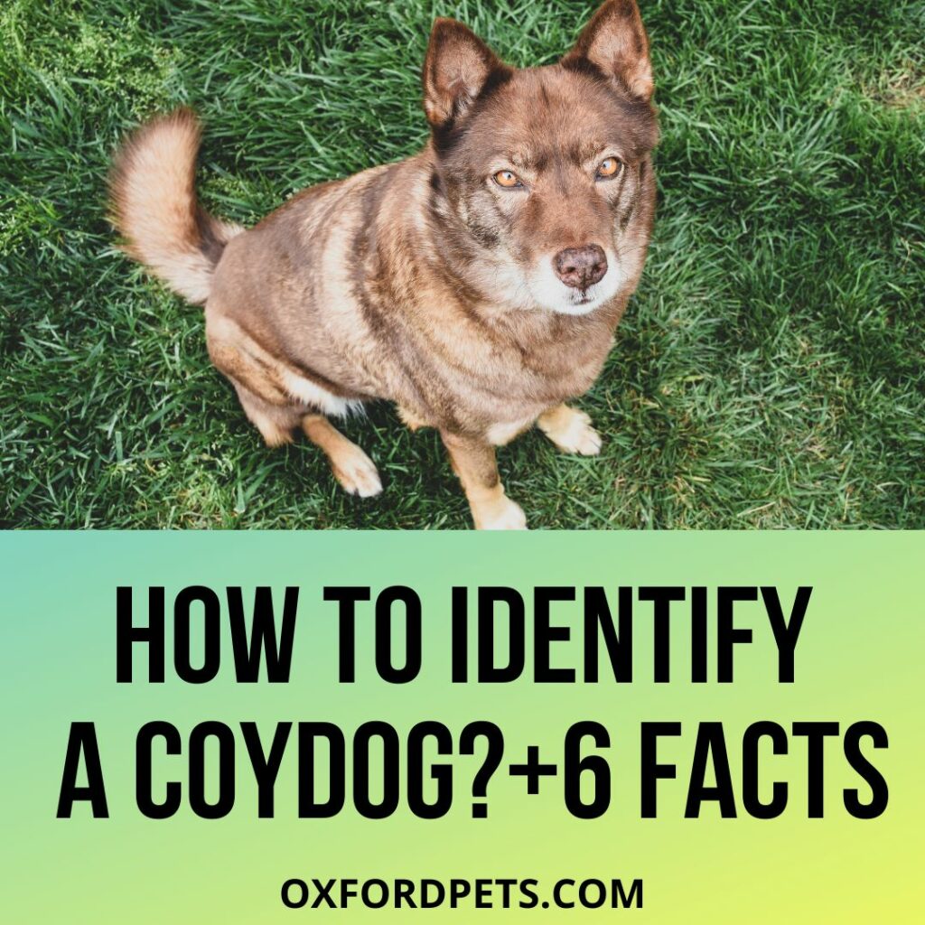 How To Identify A Coydog 6 Unknown Coydog Facts Oxford Pets