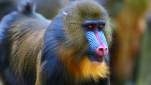What Monkey Has A Red Butt Or Bottom? 7 Species - Oxford Pets