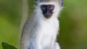 What Monkey Has A Red Butt Or Bottom? 7 Species - Oxford Pets
