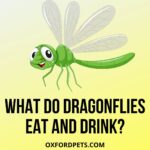 What Do Dragonflies Eat And Drink? [2022 Food Guide]