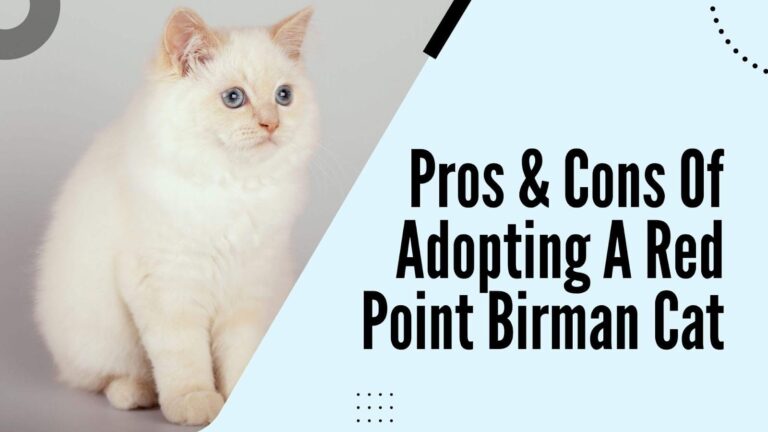 Red Point Birman Cat: A Complete Guide in 2022 - Oxford Pets