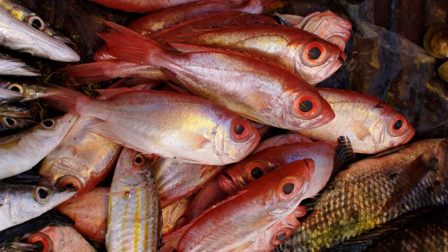 27 Fish Species With Big Eyes (Protruding/Bulging Eyes) - Oxford Pets