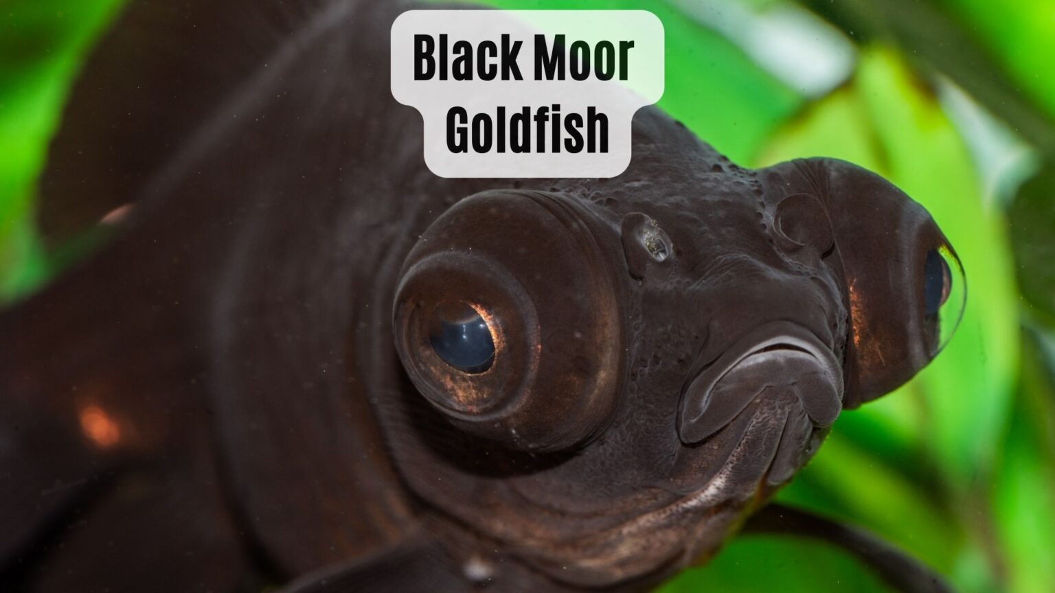 27 Fish Species With Big Eyes (Protruding/Bulging Eyes) - Oxford Pets