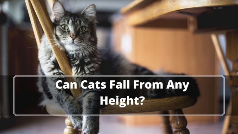 How Cats Fall on Their Feet? Can a cat survive a story fall? - Oxford Pets