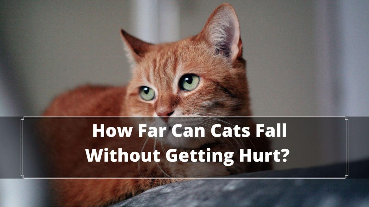 How Cats Fall on Their Feet? Can a cat survive a story fall? - Oxford Pets