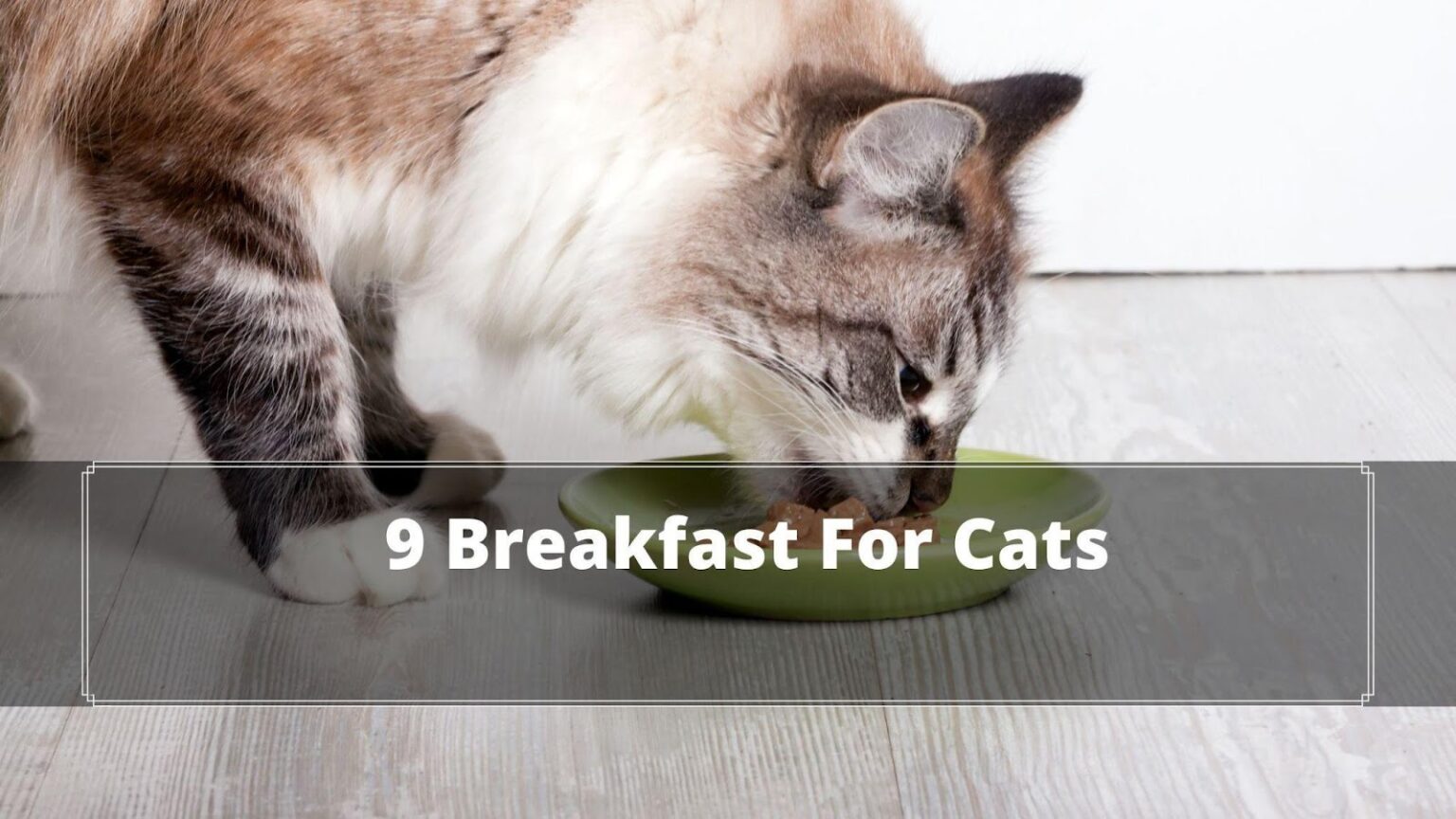 What Do Cats Like to Eat For Breakfast in Your Home? - Oxford Pets