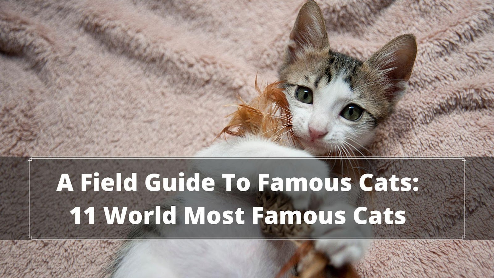 Why Are Cats Popular On The Internet? How Cats Took Over the Web ...