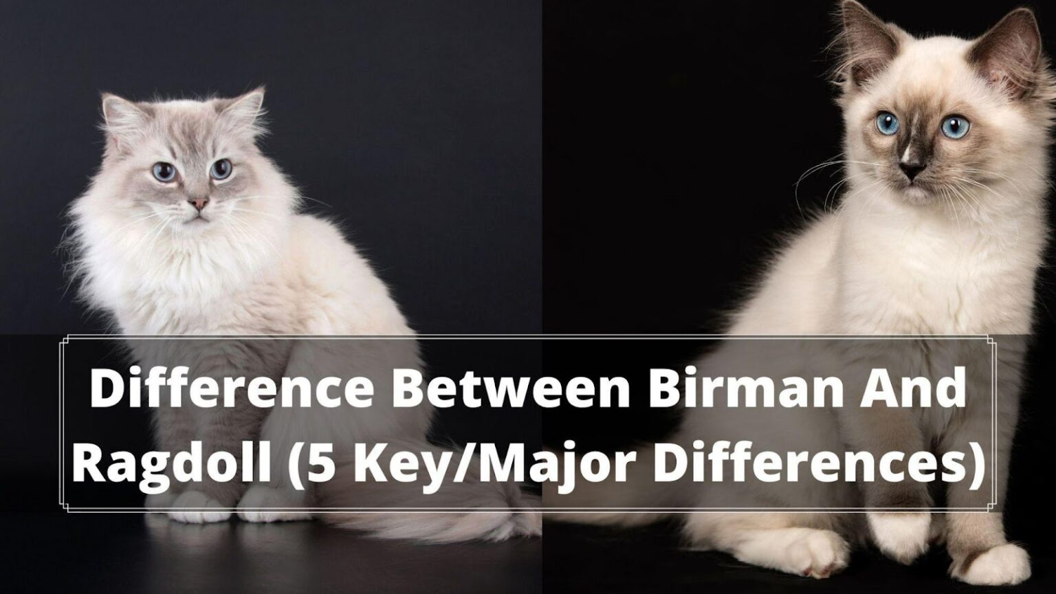 Birman vs Ragdoll: Comparison Guide in 2022 - Oxford Pets