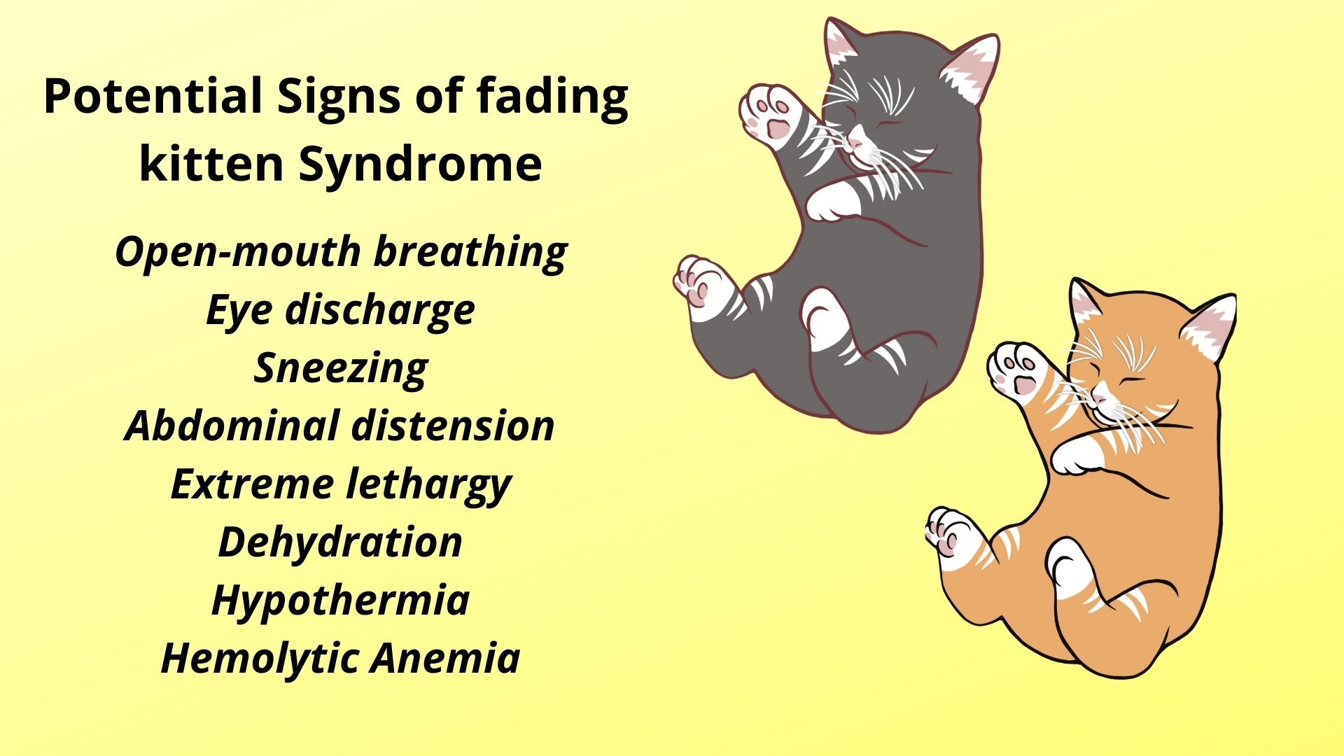 How to Save a Fading Kitten? [5 Easy DIY Methods] - Oxford Pets