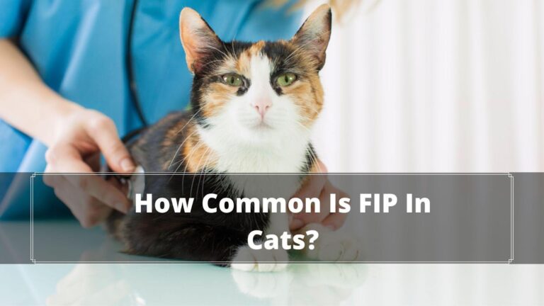 What Is FIP in Cats? (Feline Infectious Peritonitis) 101 Review ...