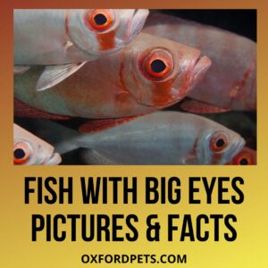 27 Fish Species With Big Eyes (Protruding/Bulging Eyes) - Oxford Pets