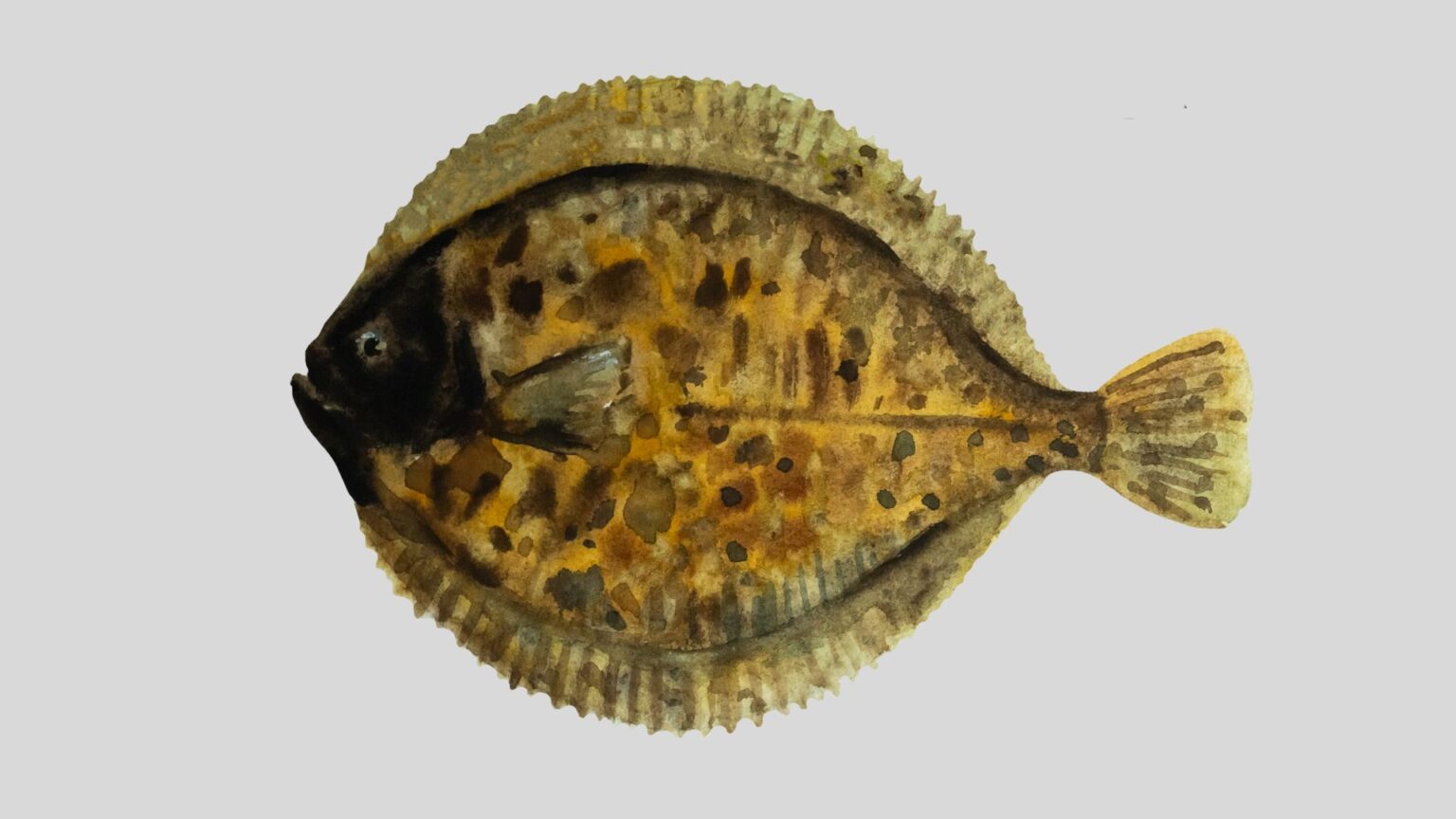 27 Fish Species With Big Eyes (Protruding/Bulging Eyes) - Oxford Pets