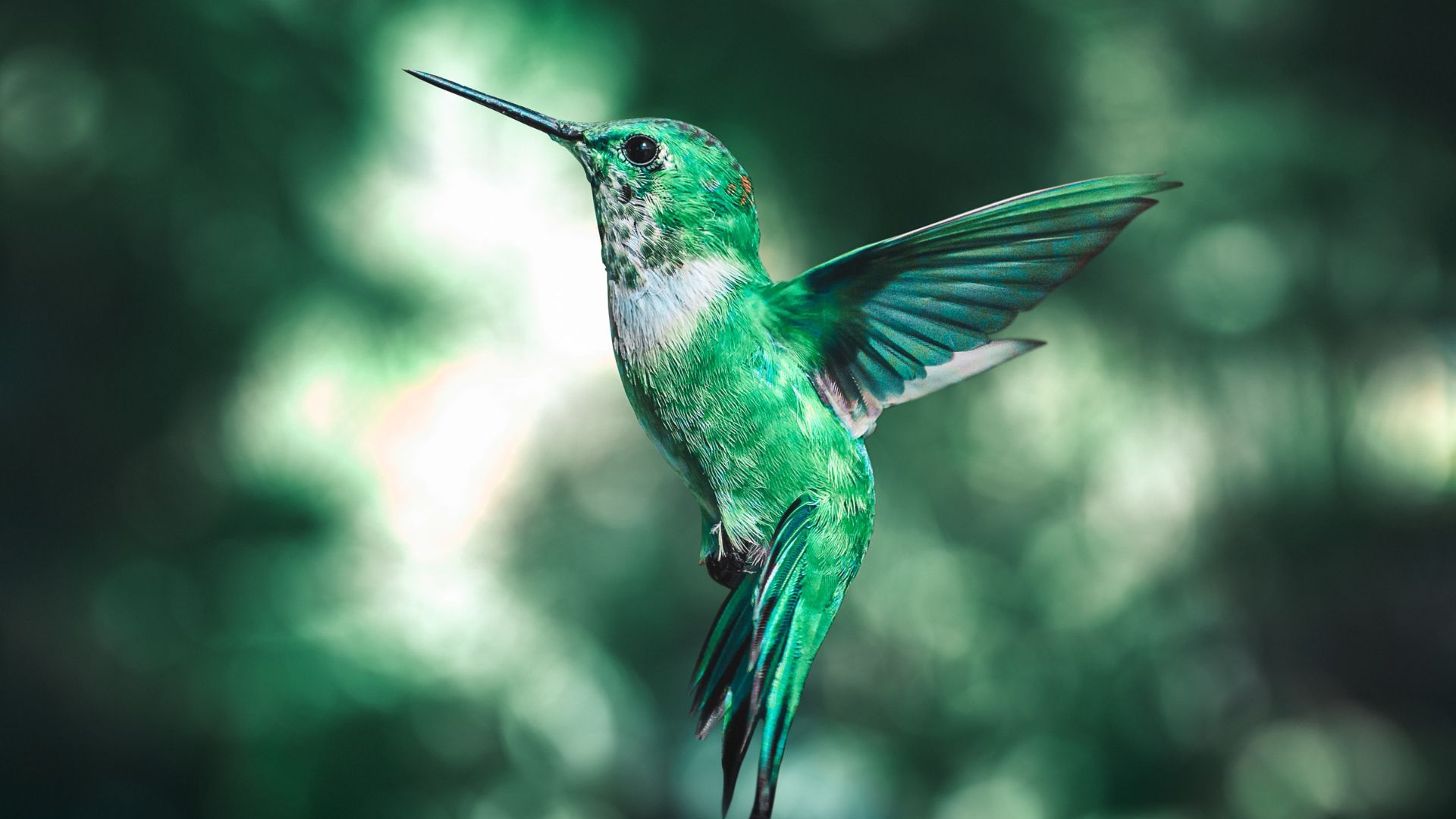 Do Hummingbirds Sleep? How and Where? 8 Sleep Facts - Oxford Pets