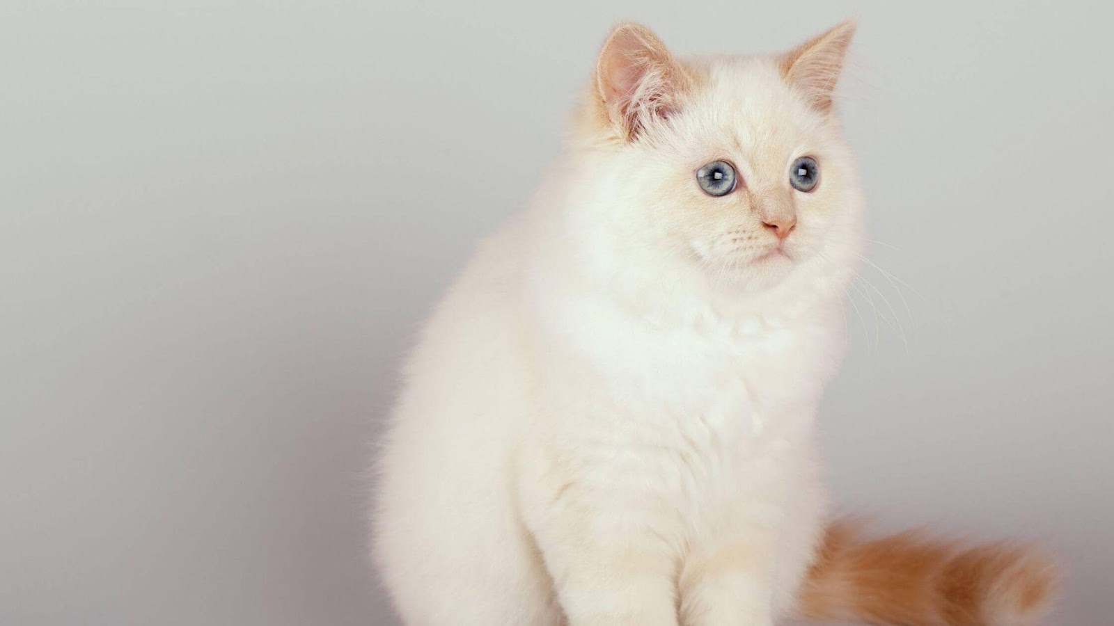 Lilac Point Birman Cat: A Complete Guide in 2022 - Oxford Pets