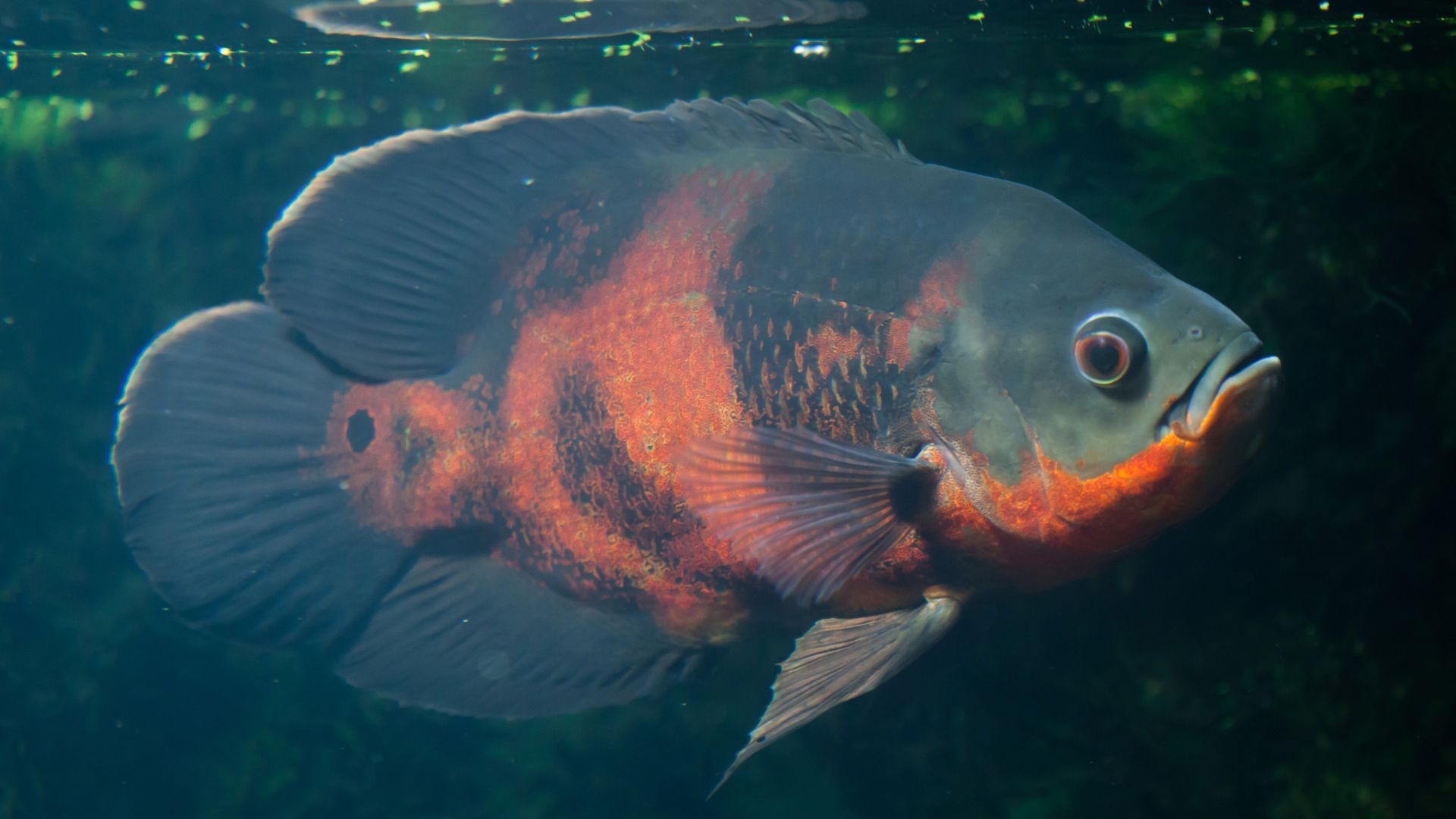 27 Fish Species With Big Eyes (Protruding/Bulging Eyes) - Oxford Pets