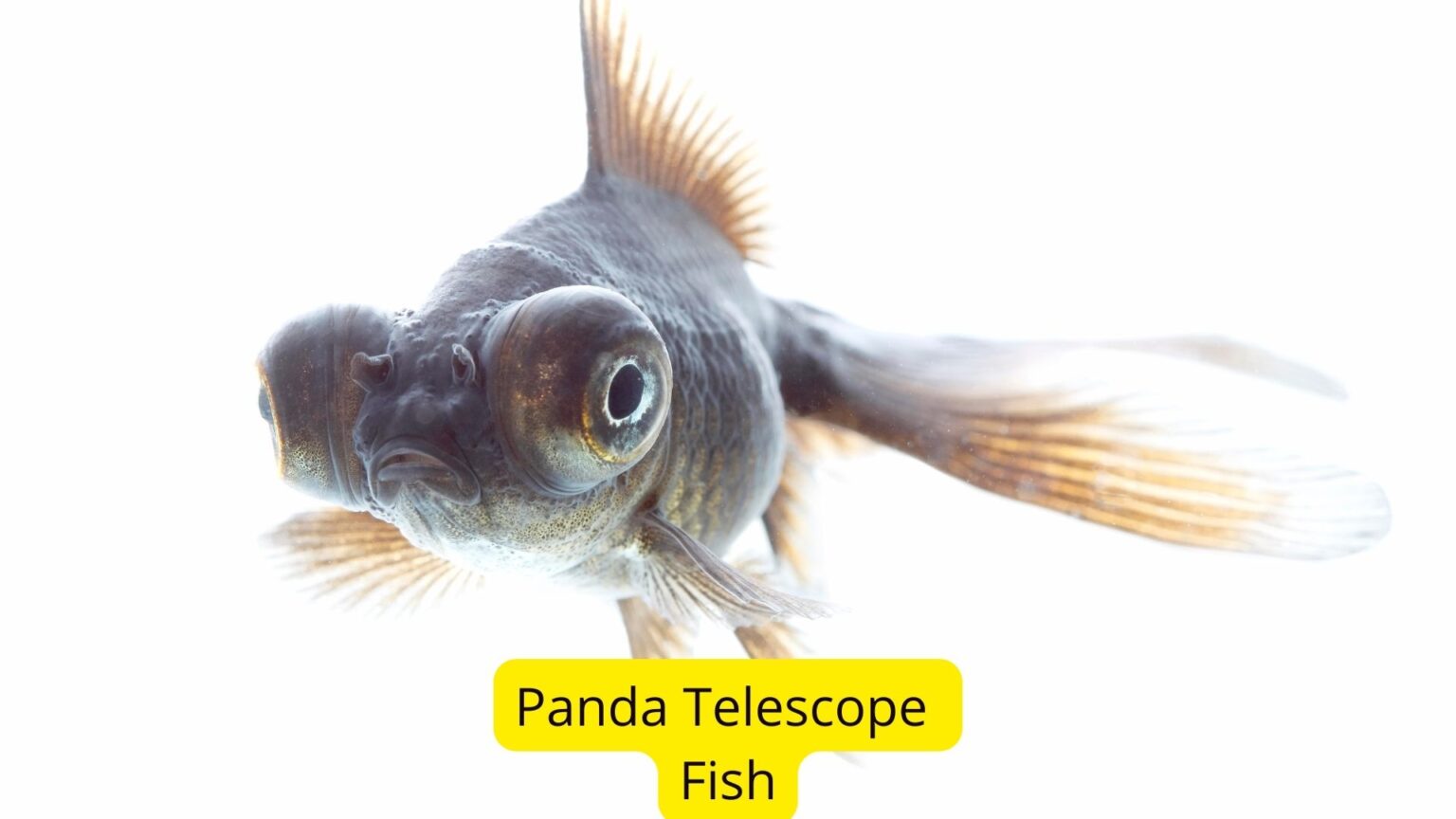 27 Fish Species With Big Eyes (Protruding/Bulging Eyes) - Oxford Pets