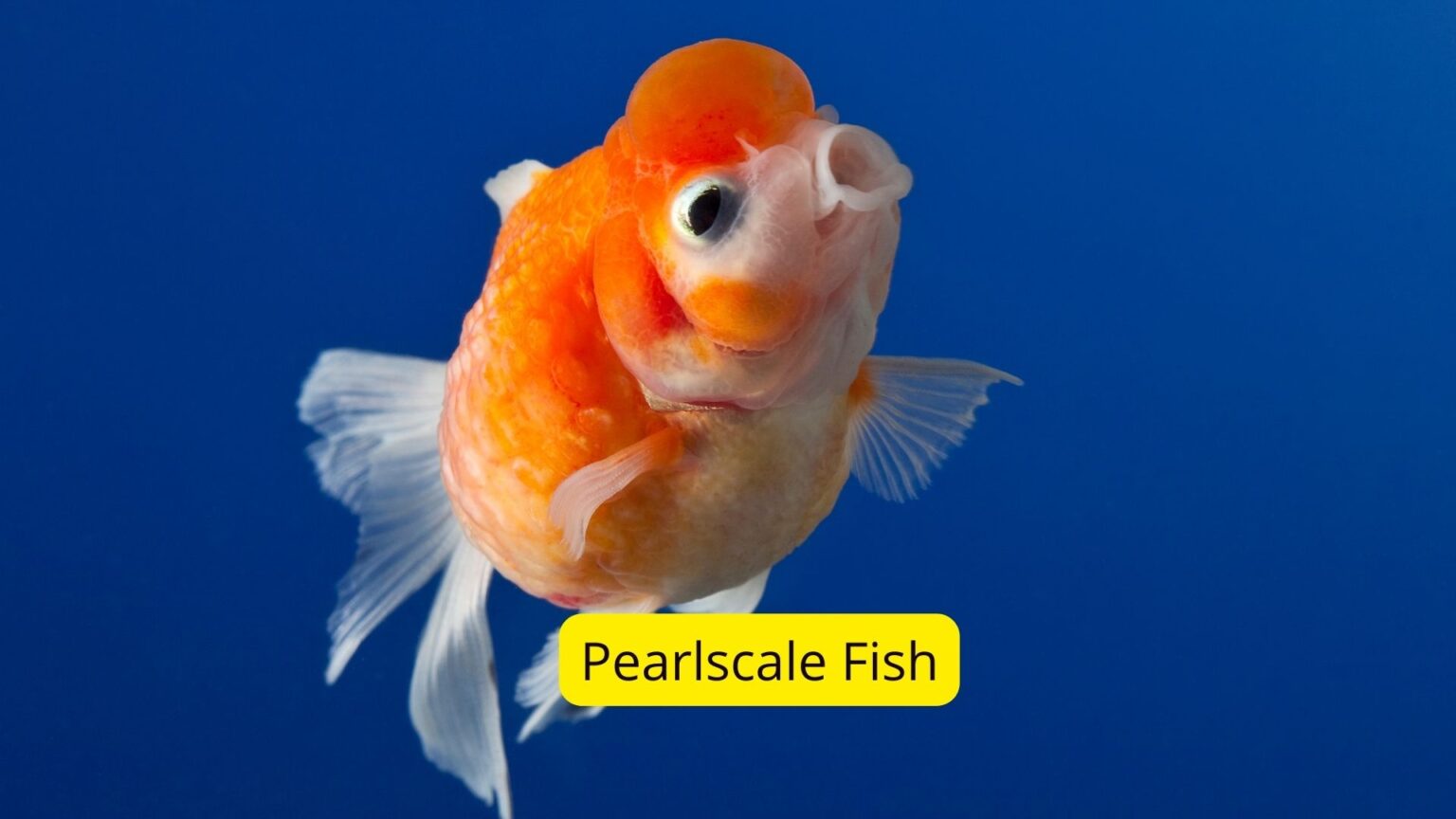 27 Fish Species With Big Eyes (Protruding/Bulging Eyes) - Oxford Pets