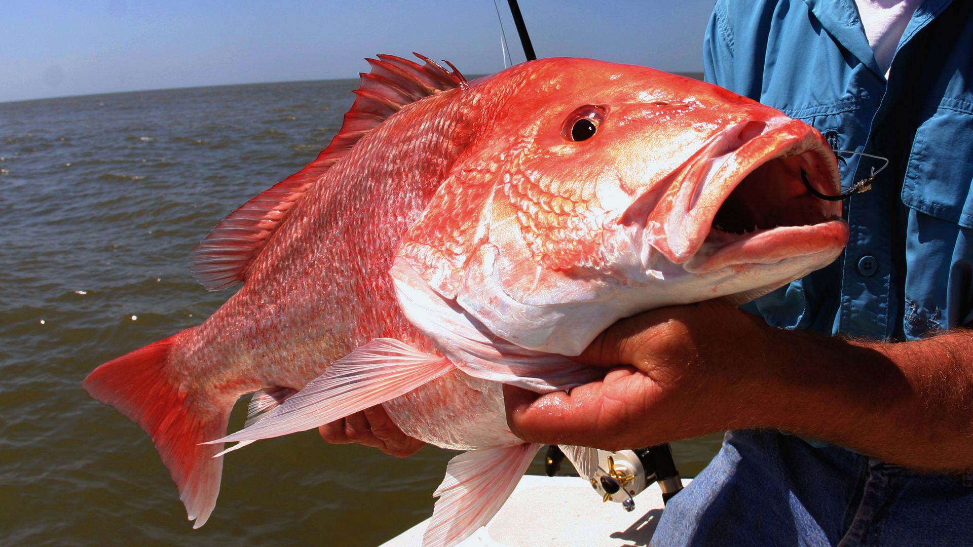 27 Fish Species With Big Eyes (Protruding/Bulging Eyes) - Oxford Pets