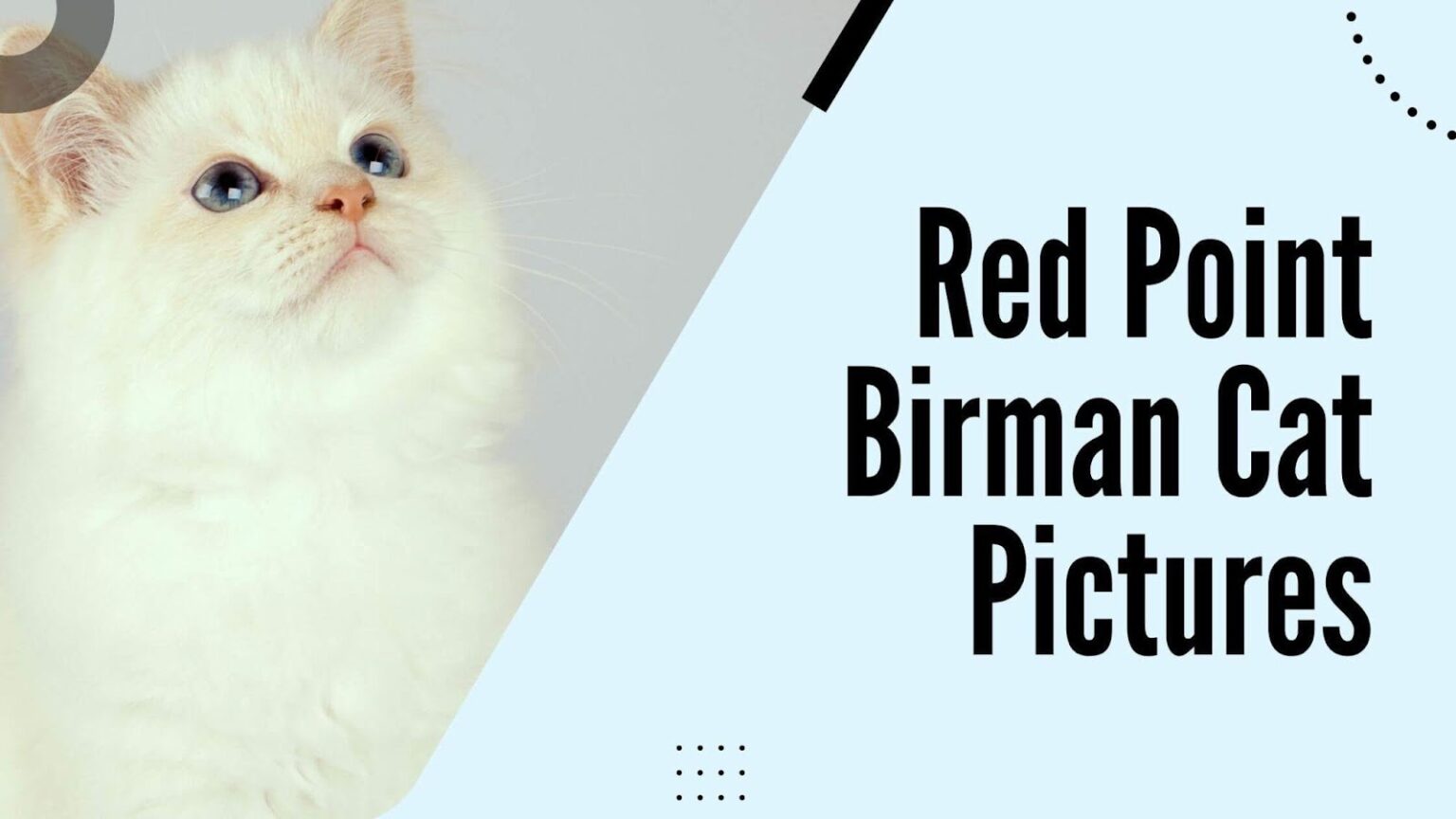 Red Point Birman Cat: A Complete Guide in 2022 - Oxford Pets