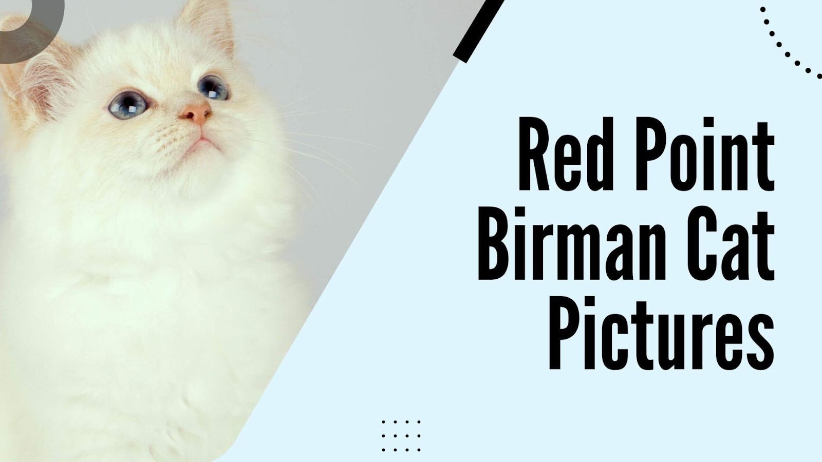 Red Point Birman Cat: A Complete Guide in 2022 - Oxford Pets