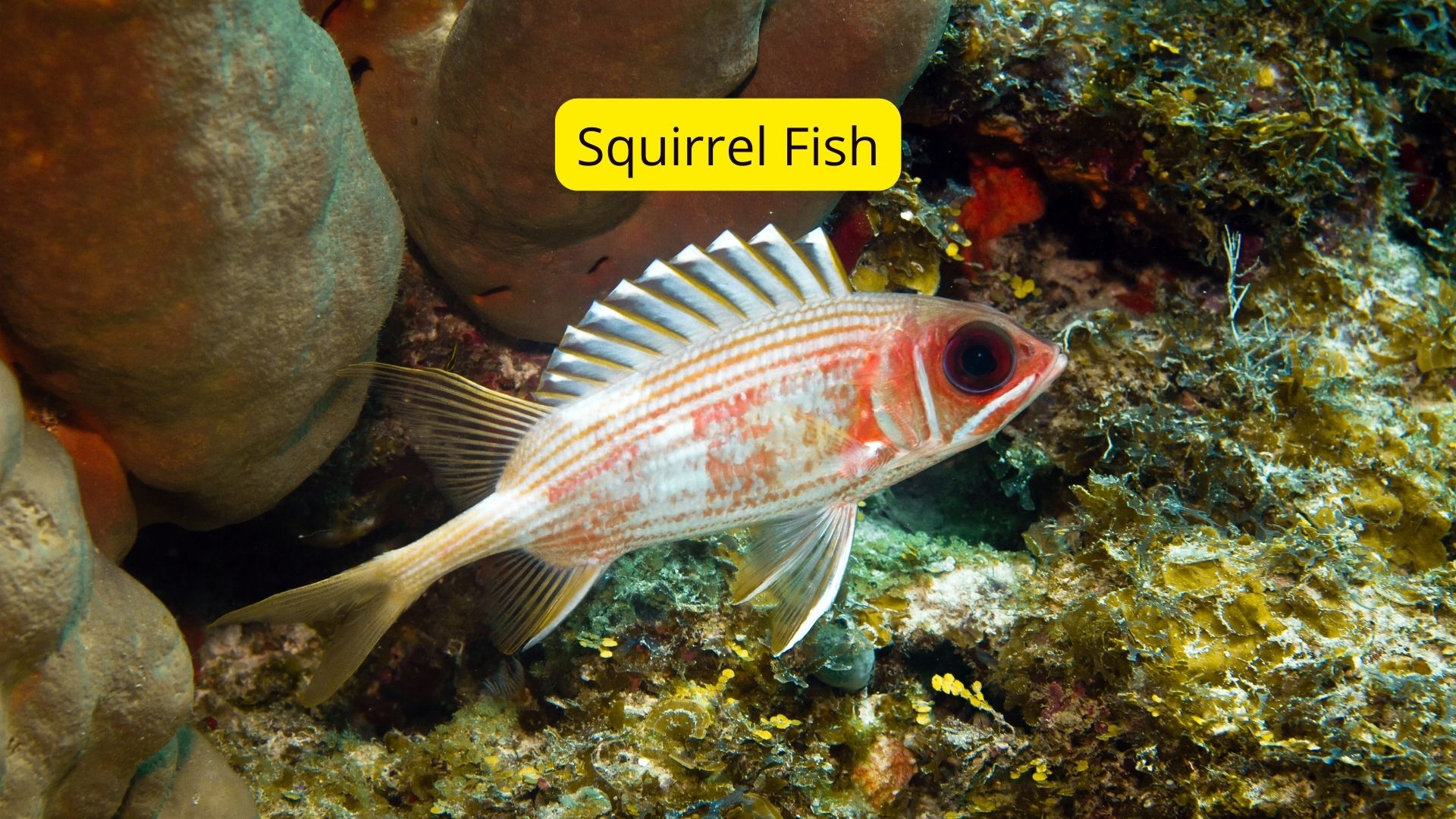 27 Fish Species With Big Eyes (Protruding/Bulging Eyes) - Oxford Pets