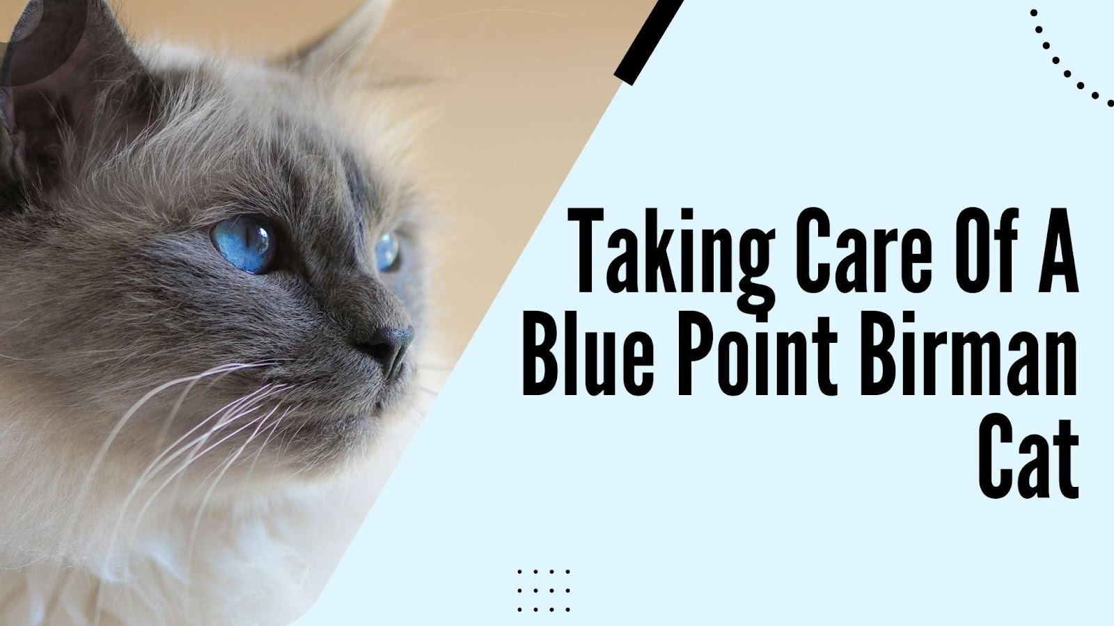 Blue Point Birman Cat: A Complete Guide in 2022 - Oxford Pets