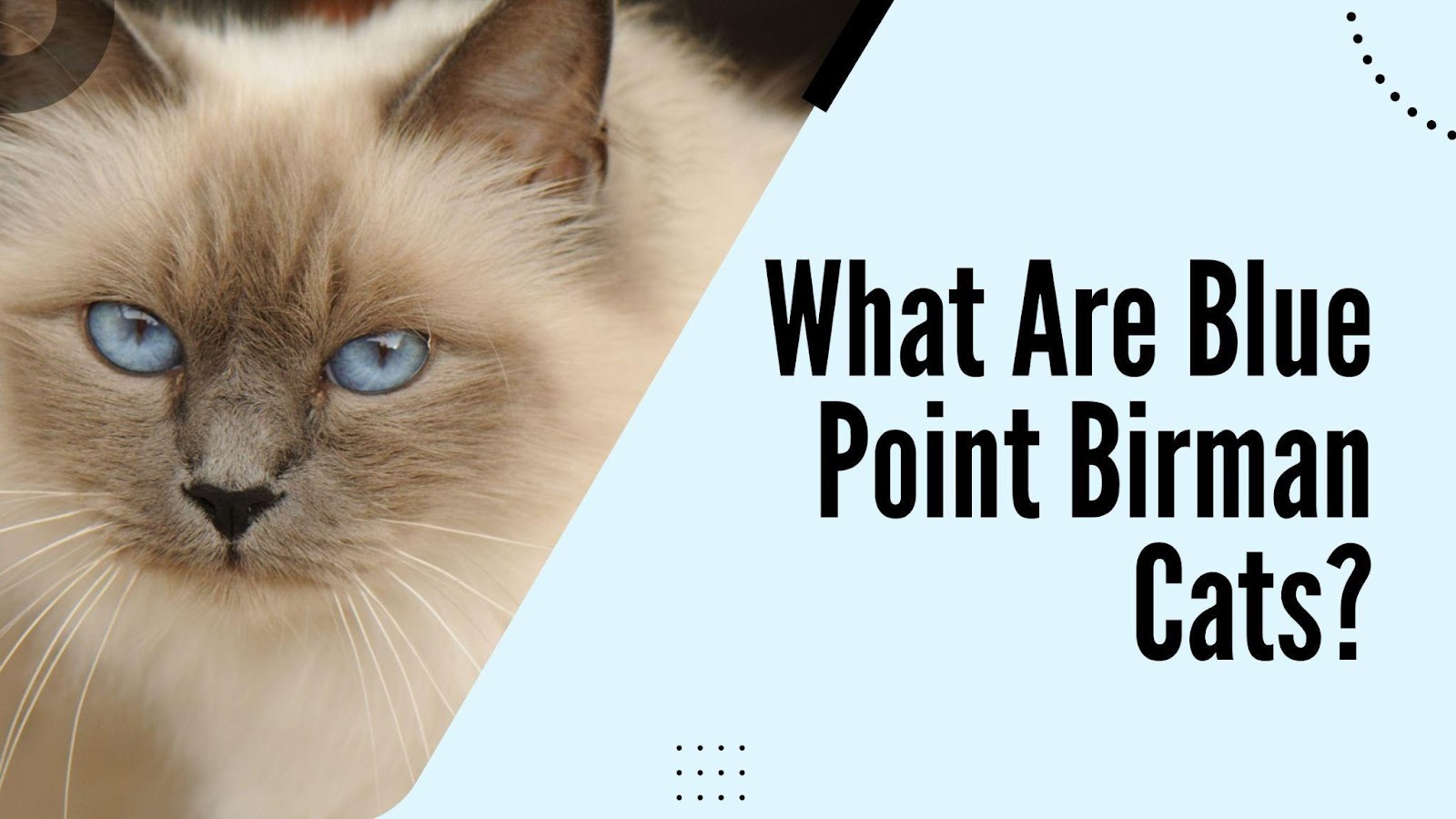 Blue Point Birman Cat: A Complete Guide in 2022 - Oxford Pets