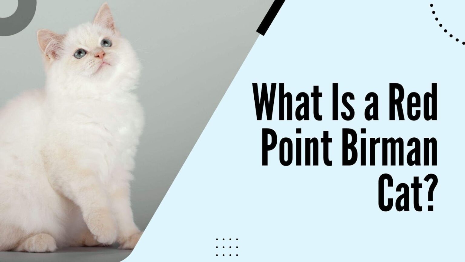 Red Point Birman Cat: A Complete Guide in 2022 - Oxford Pets