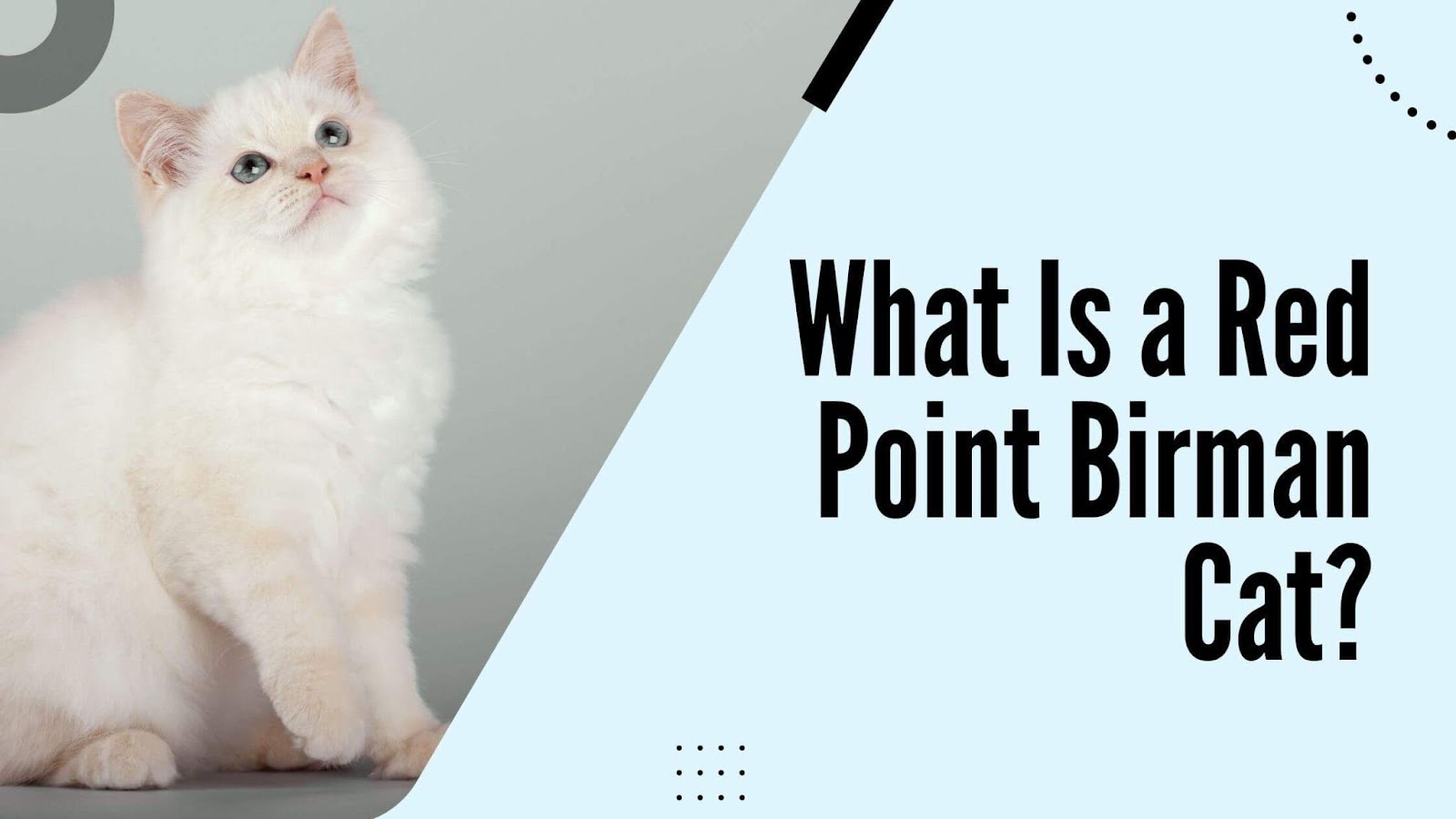 Red Point Birman Cat: A Complete Guide in 2022 - Oxford Pets