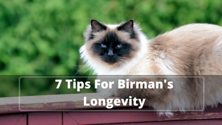 How Long do Birman Cats Live? Birman Cats Lifespan - Oxford Pets