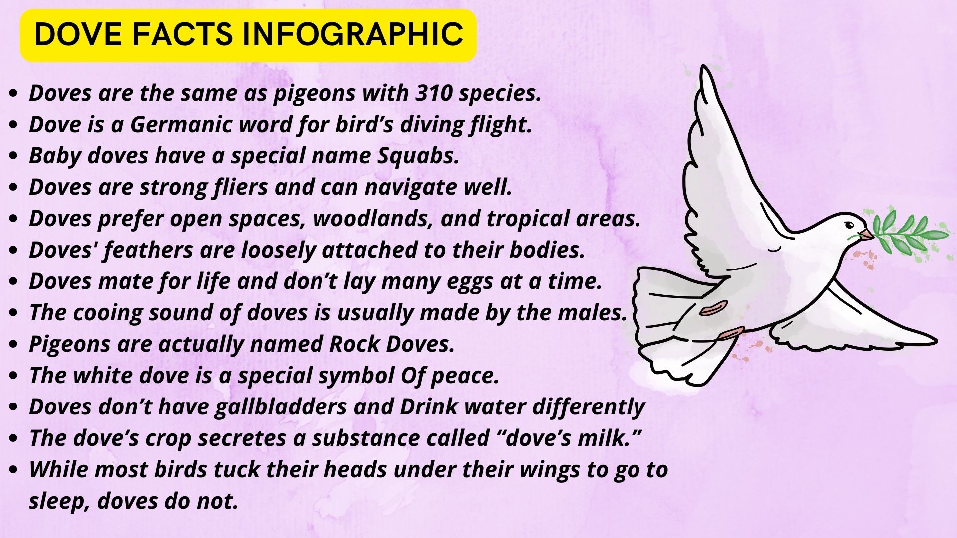 50+ Interesting Dove Facts You Must Know - Oxford Pets