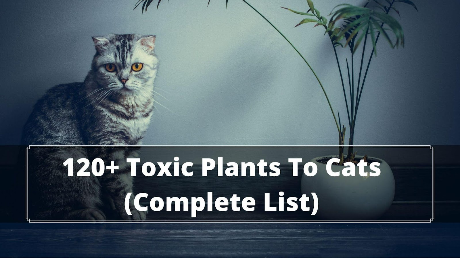 What Plants Are Toxic to Cats? The Truth Uncovered - Oxford Pets