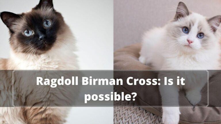 Birman vs Ragdoll: Comparison Guide in 2022 - Oxford Pets