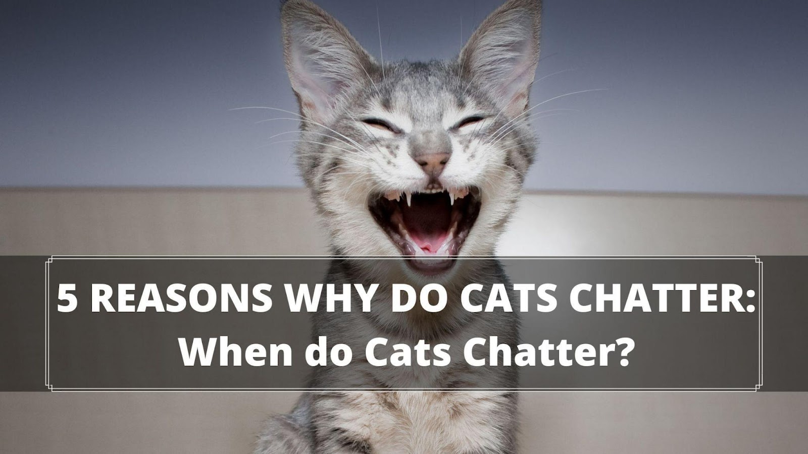 Understanding Why Do Cats Chatter? 5 Solid Reasons - Oxford Pets