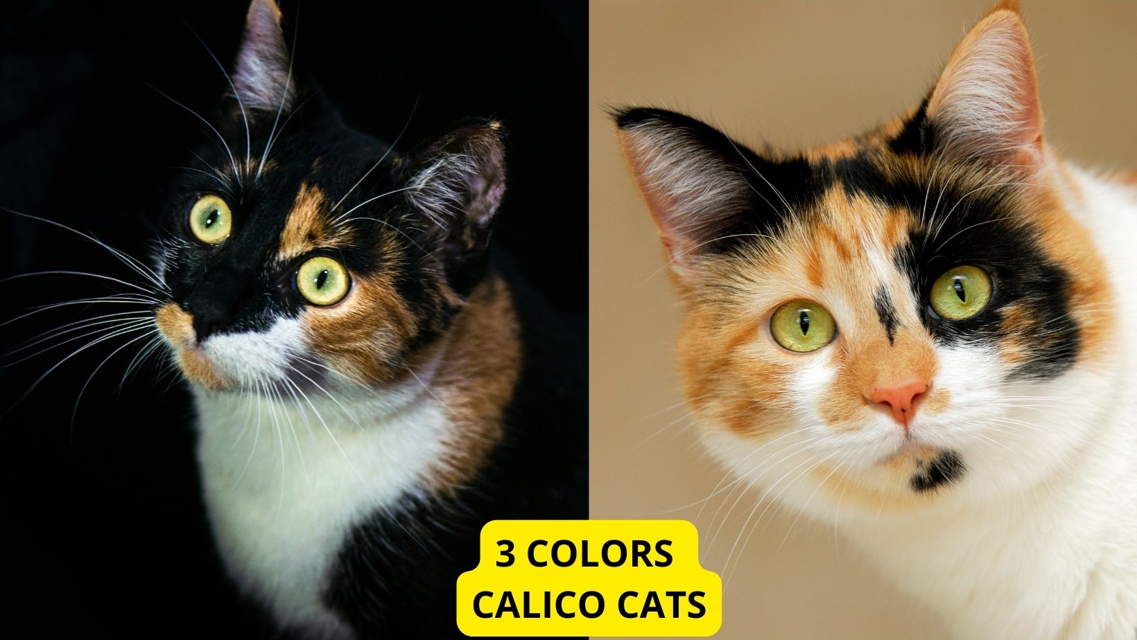 Why Do Calico Cats Have Three Colors? [6 Reasons] - Oxford Pets