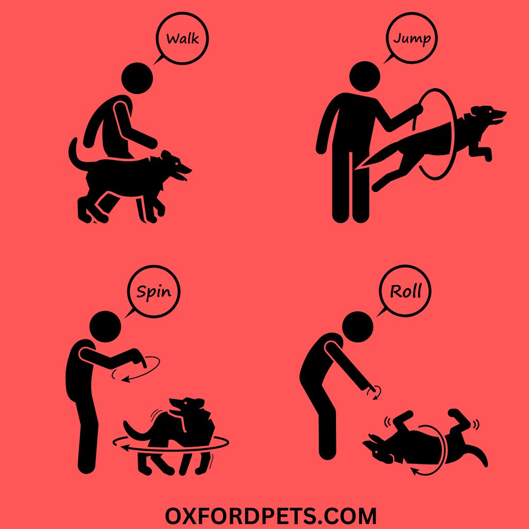 Release Word In Dog Training: 10 Words You Must Know! - Oxford Pets