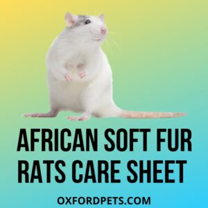 African Soft Fur Rats Care Sheet Facts 101 - Oxford Pets