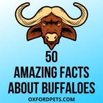 50 Amazing Facts About Buffaloes [You Must Know] - Oxford Pets