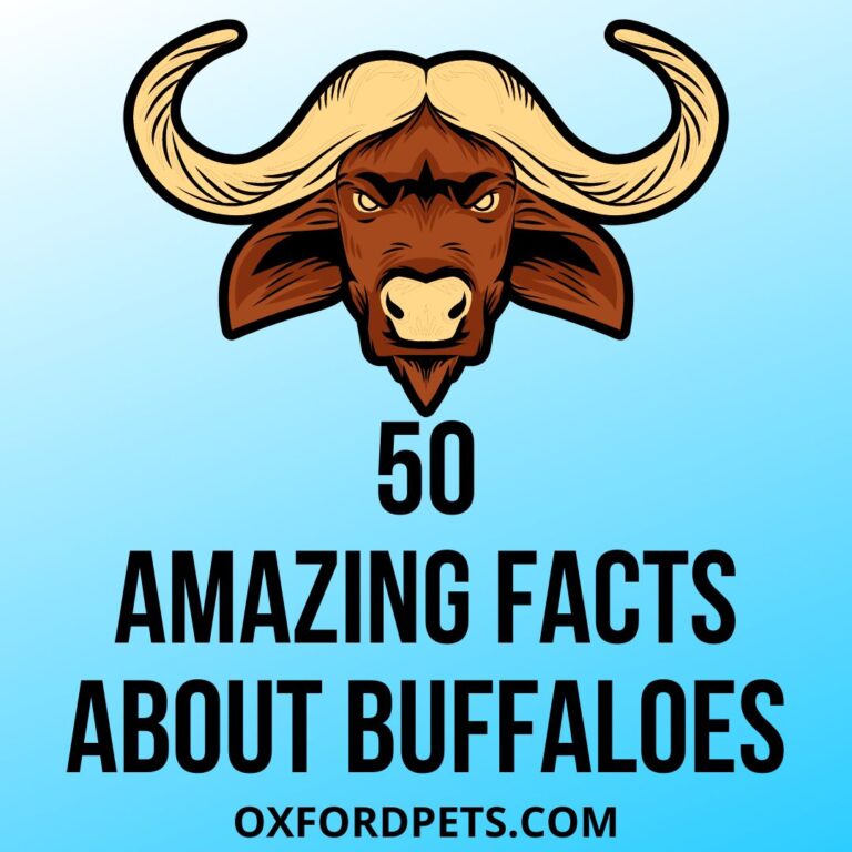 50 Amazing Facts About Buffaloes [You Must Know] - Oxford Pets