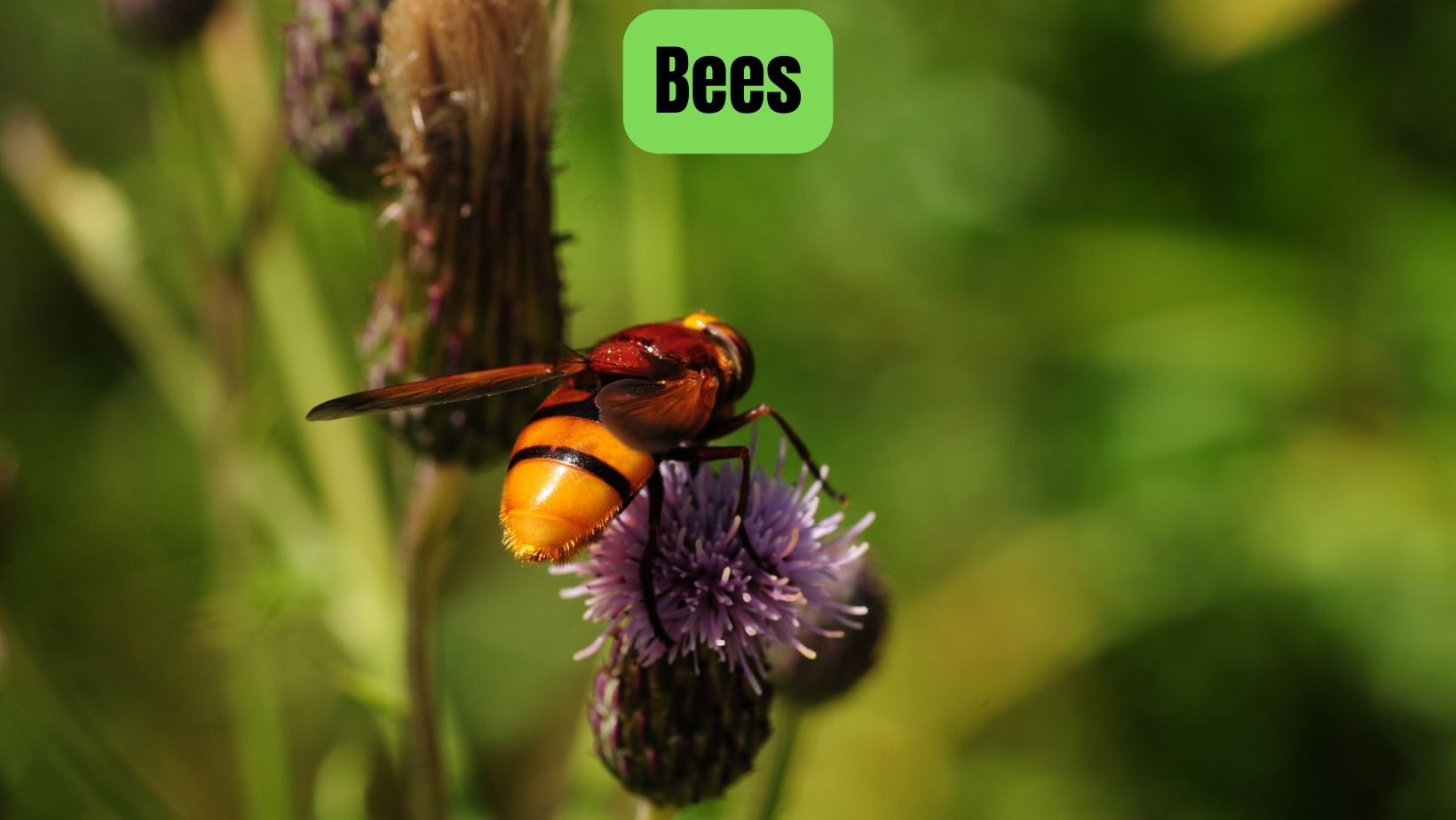 18 Most Dangerous Animals In Scotland - Oxford Pets