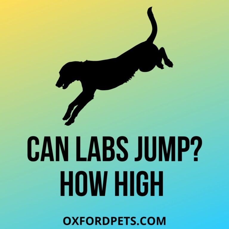 Can Labs Jump? How High Can Labrador Jump? - Oxford Pets