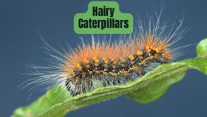 18 Most Dangerous Animals In Scotland - Oxford Pets