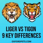 Liger Vs Tigon Comparison: 9 Key Differences - Oxford Pets
