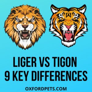 Liger Vs Tigon Comparison: 9 Key Differences - Oxford Pets