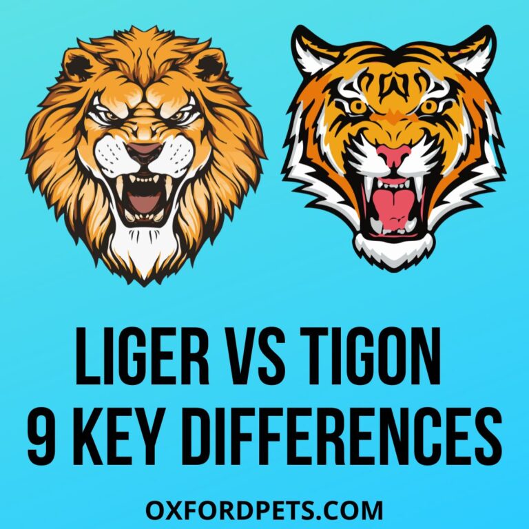 Liger Vs Tigon Comparison: 9 Key Differences - Oxford Pets