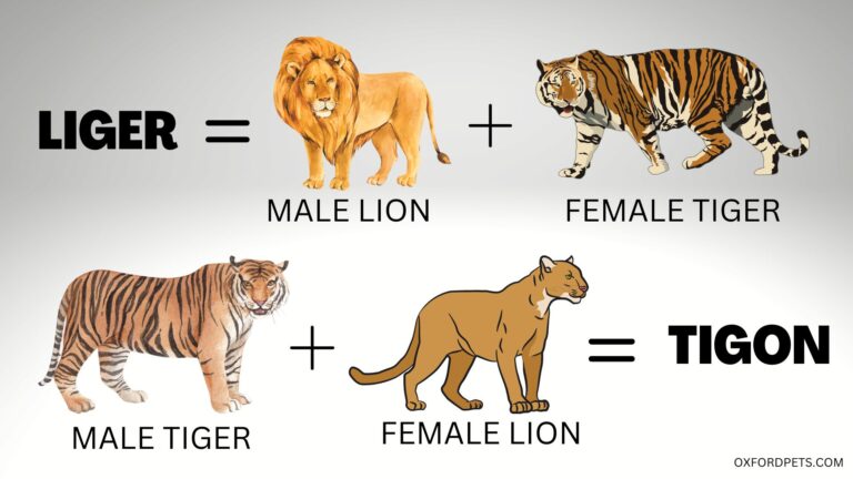 Liger Vs Tigon Comparison: 9 Key Differences - Oxford Pets